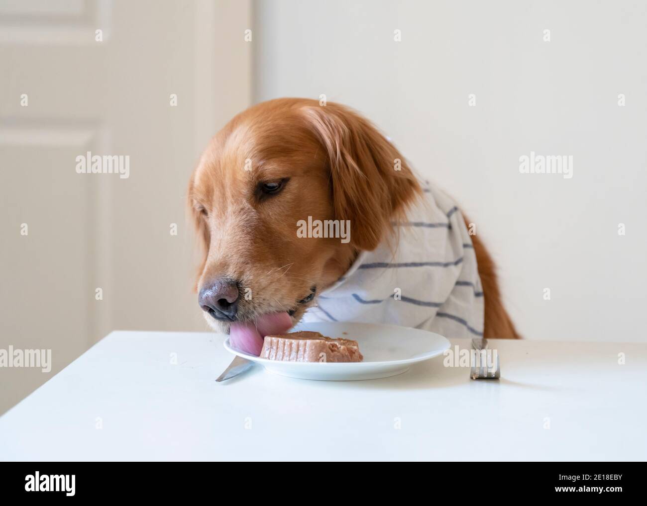 Golden Retriever eating food from the plate Stock Photo - Alamy