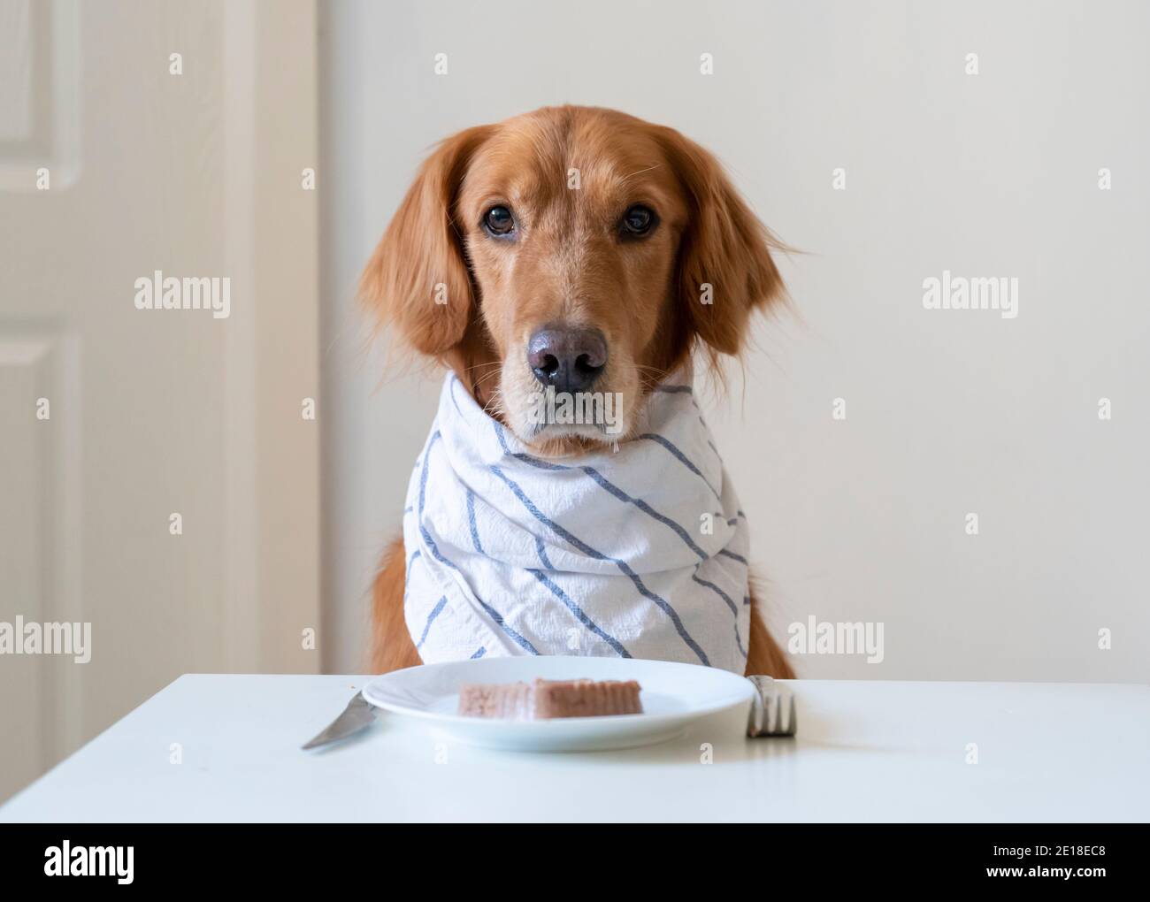 Golden Retriever prepares to eat at the table Stock Photo - Alamy