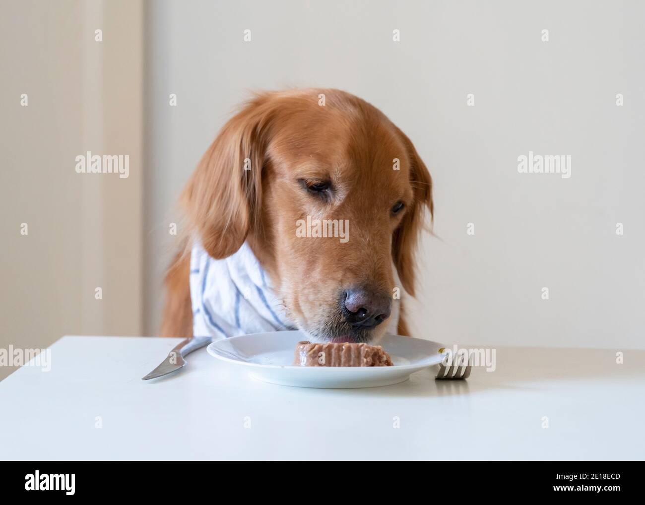 Golden Retriever eating food from the plate Stock Photo - Alamy