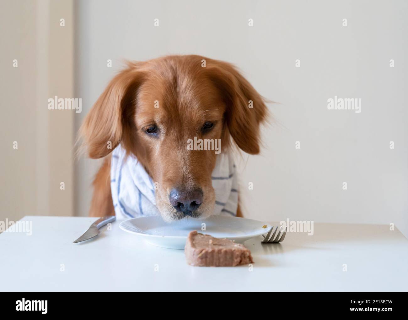 Golden Retriever eating food from the plate Stock Photo - Alamy