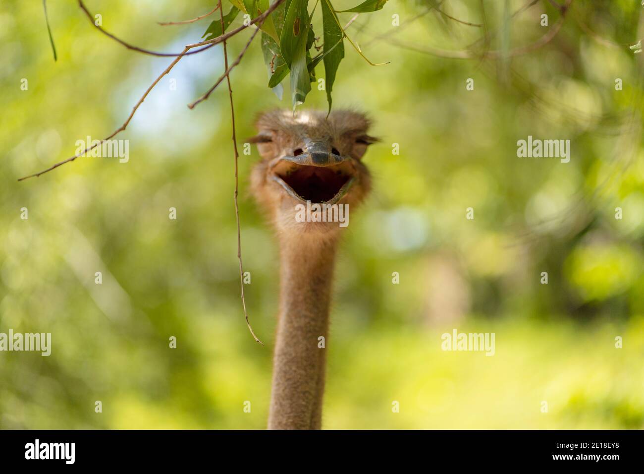 Happy zoo animal hi-res stock photography and images - Alamy