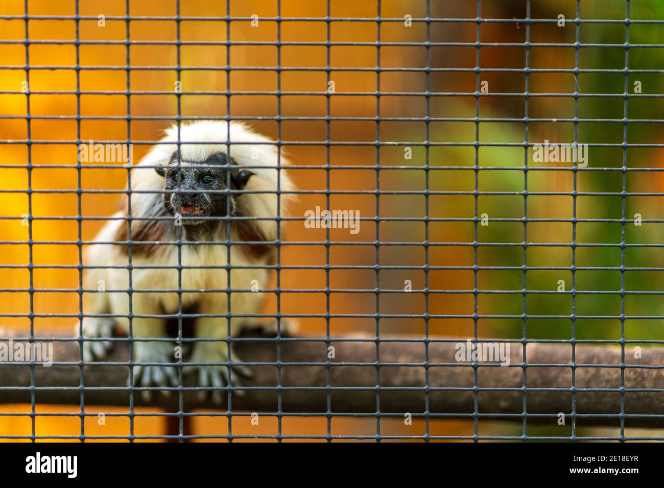Tamarin zoo hi-res stock photography and images - Alamy