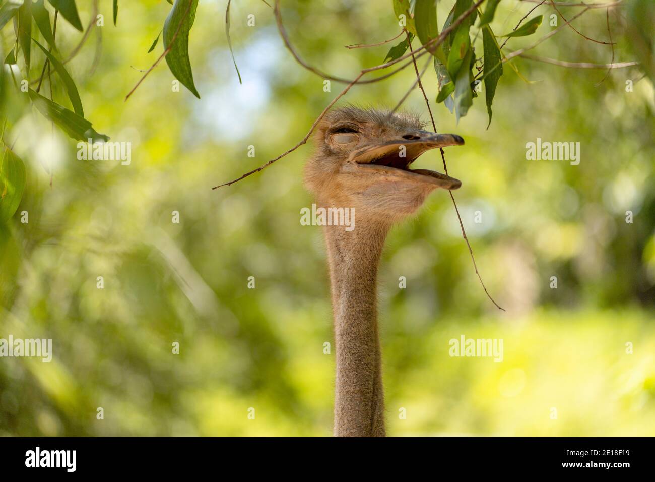 Happy ostrich at the zoo Stock Photo - Alamy