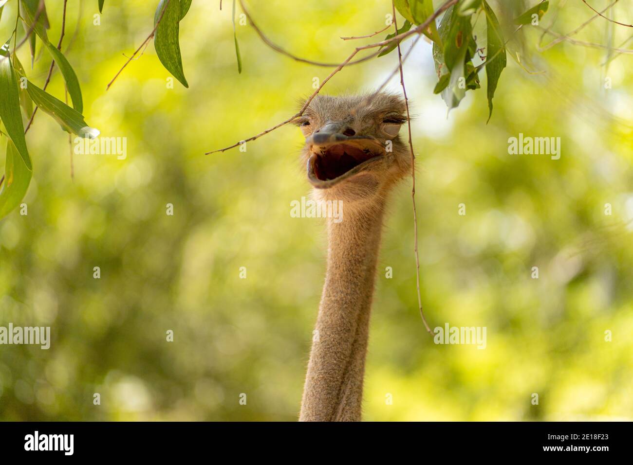 Happy zoo animal hi-res stock photography and images - Alamy
