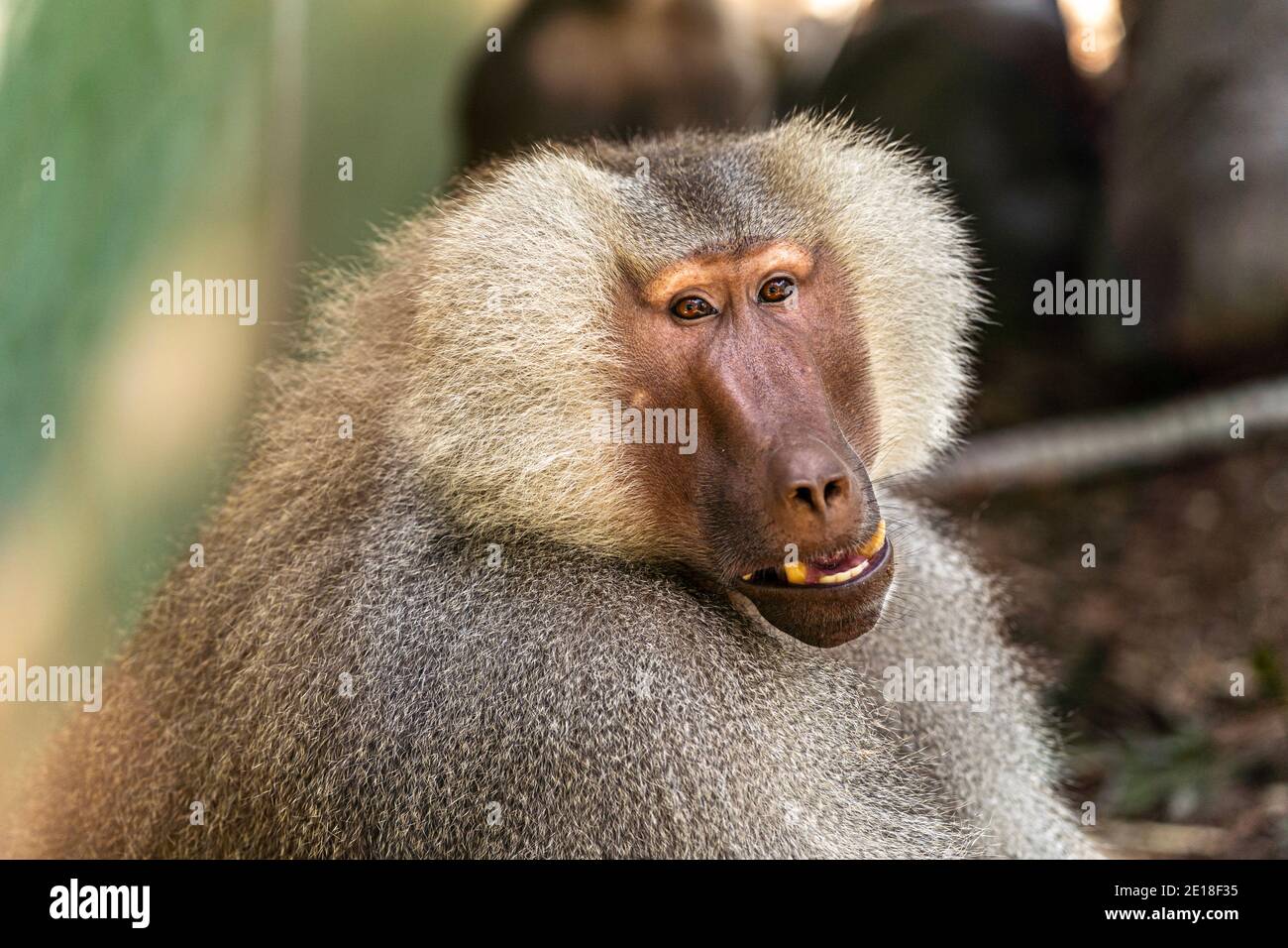 Baboon teeth hi-res stock photography and images - Alamy