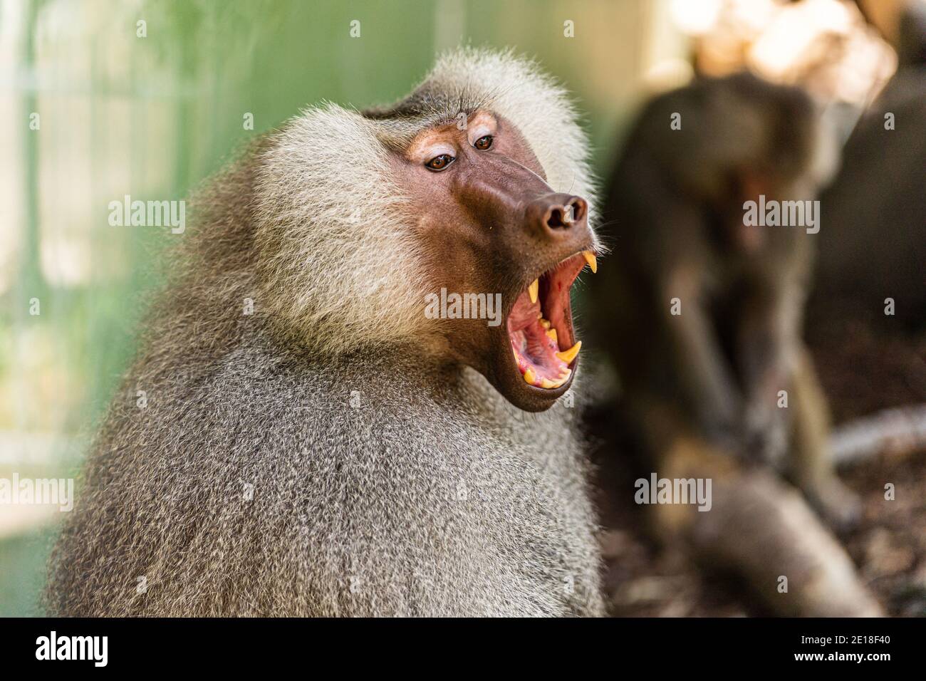 Baboon teeth hi-res stock photography and images - Alamy