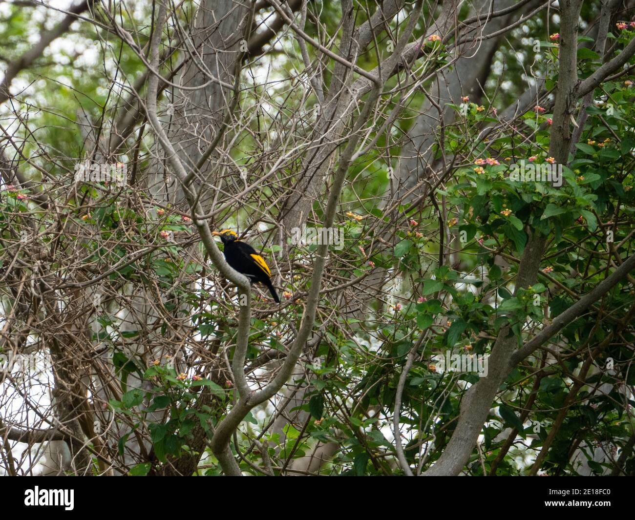 Regent bowerbird hi-res stock photography and images - Alamy