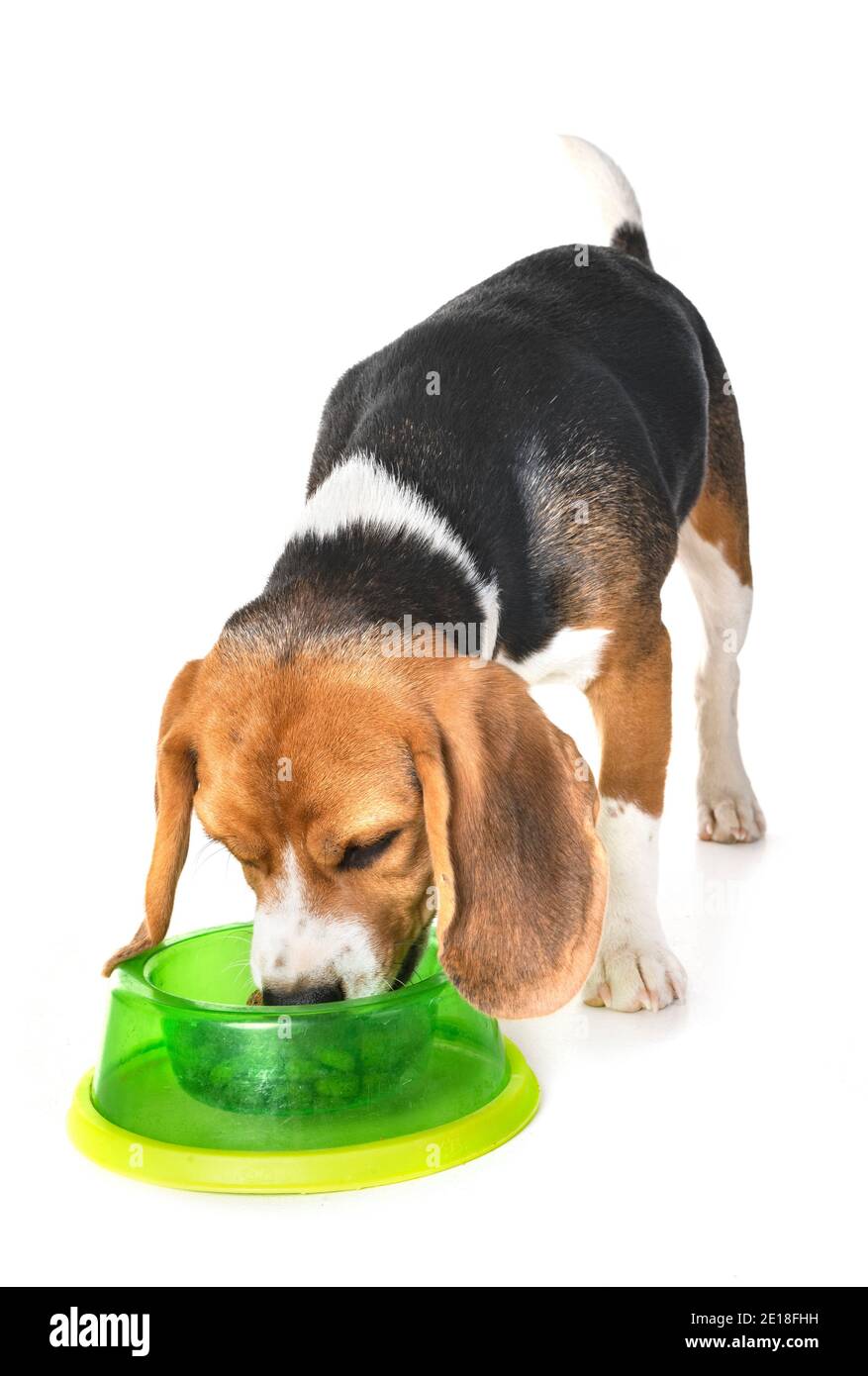 beagle dog eating in front of white background Stock Photo - Alamy