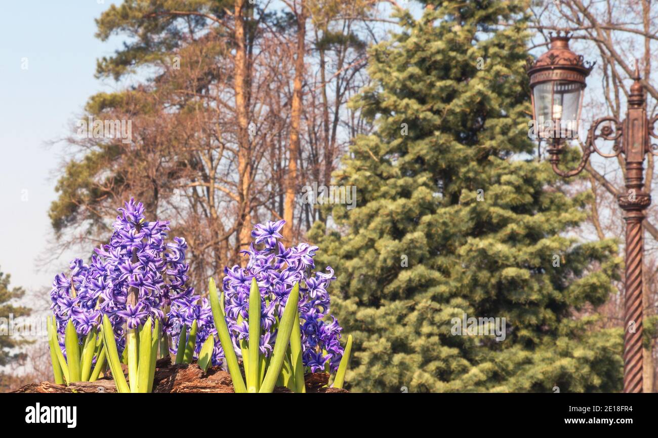 Hyacinth (Latin Hyacínthus), a genus of plants of the Asparagaceae ...