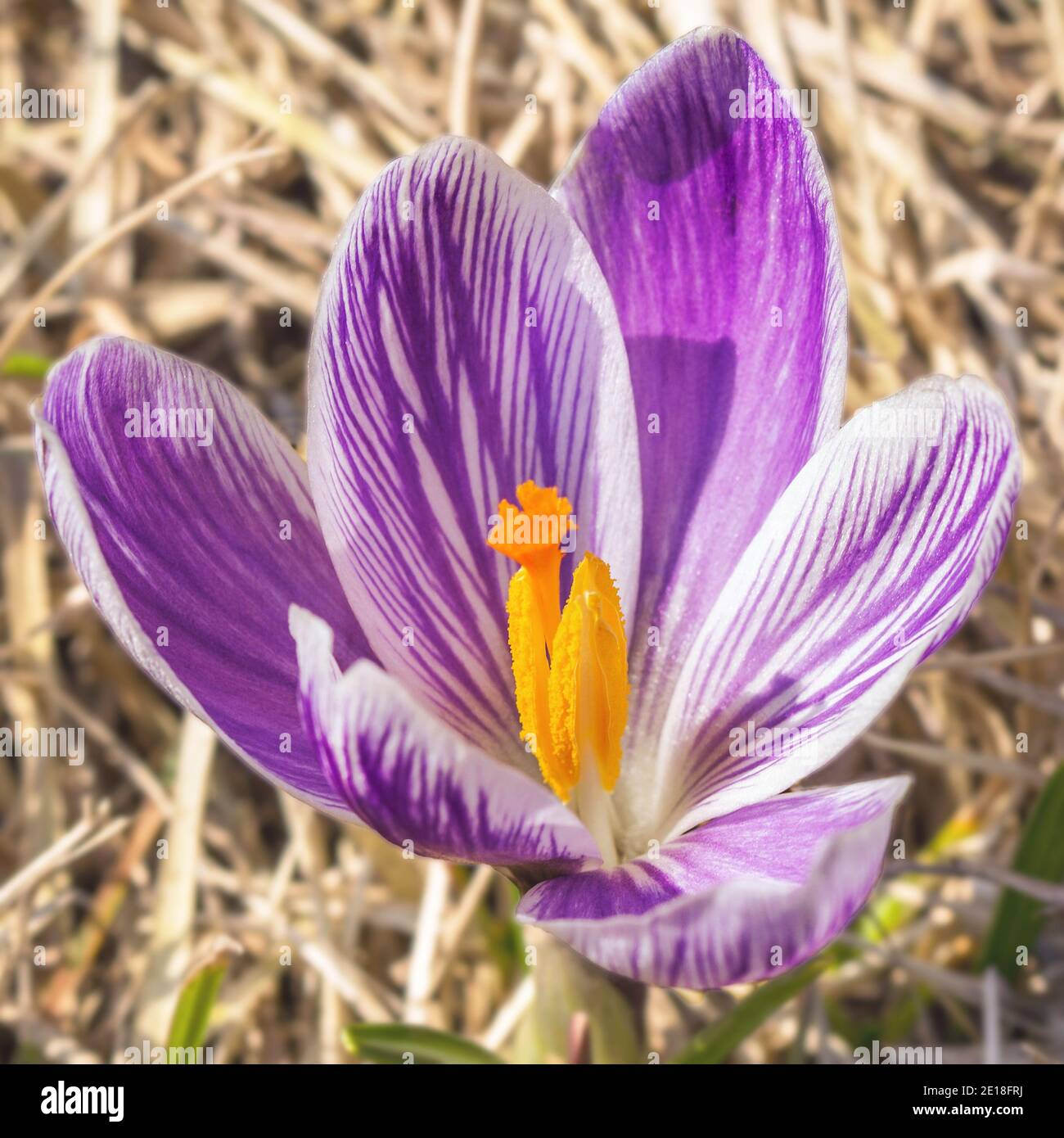 Crocus is a bulbous plant from the Iris family Stock Photo - Alamy
