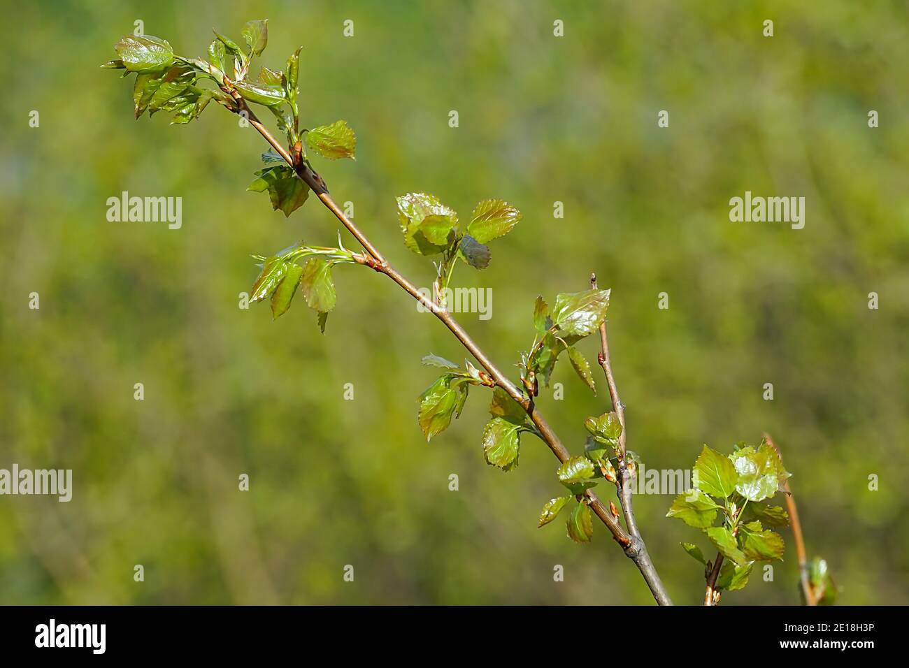 Natural green background with tree branch and fresh spring leaves Stock ...