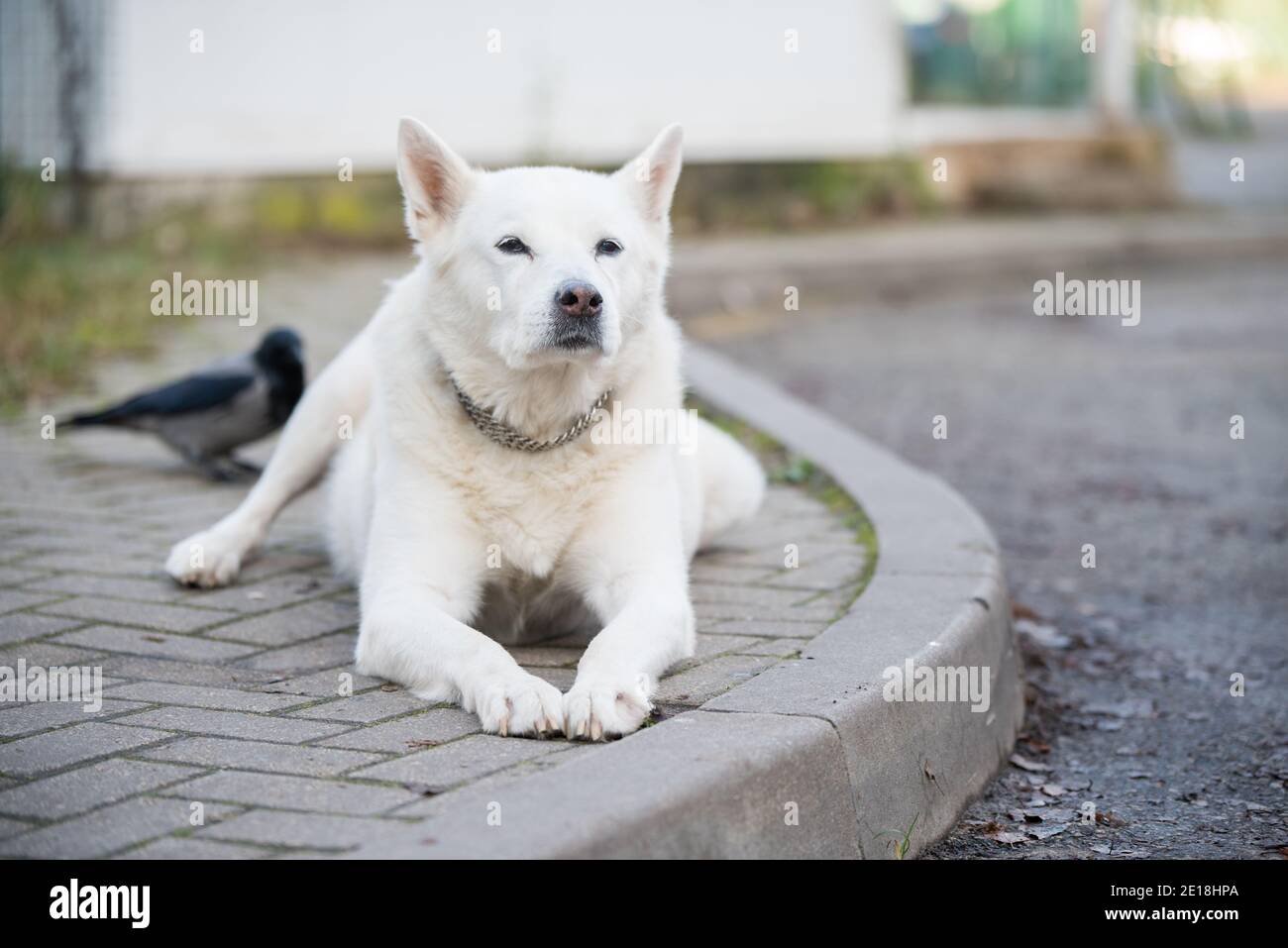 Old white swiss shepherd dog poses outside Stock Photo - Alamy
