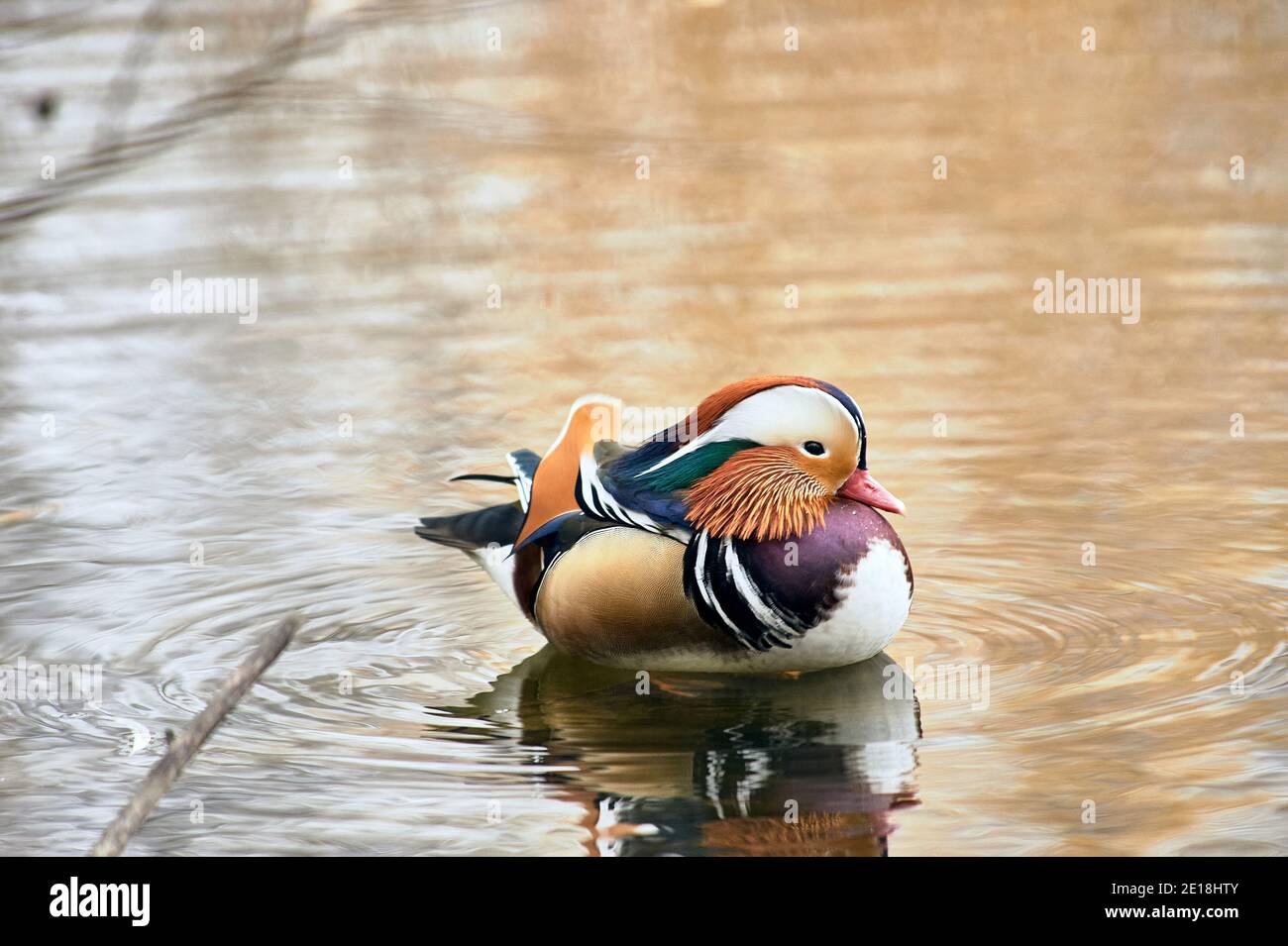 Mandarin duck swimming on lake hi-res stock photography and images - Alamy