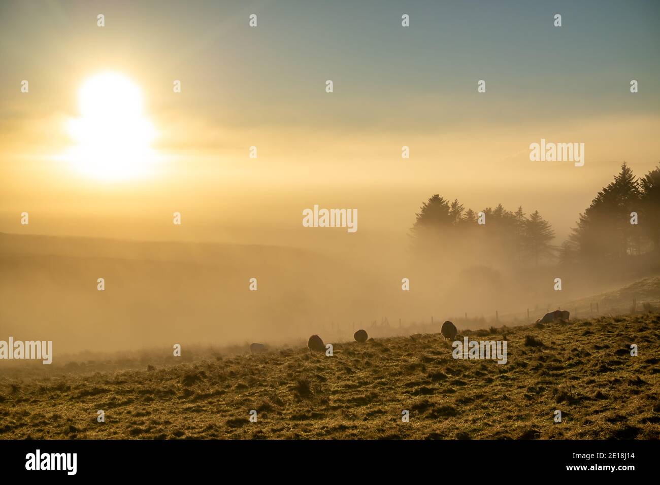 Beautiful field tree in the fog in County Donegal - Ireland Stock Photo ...