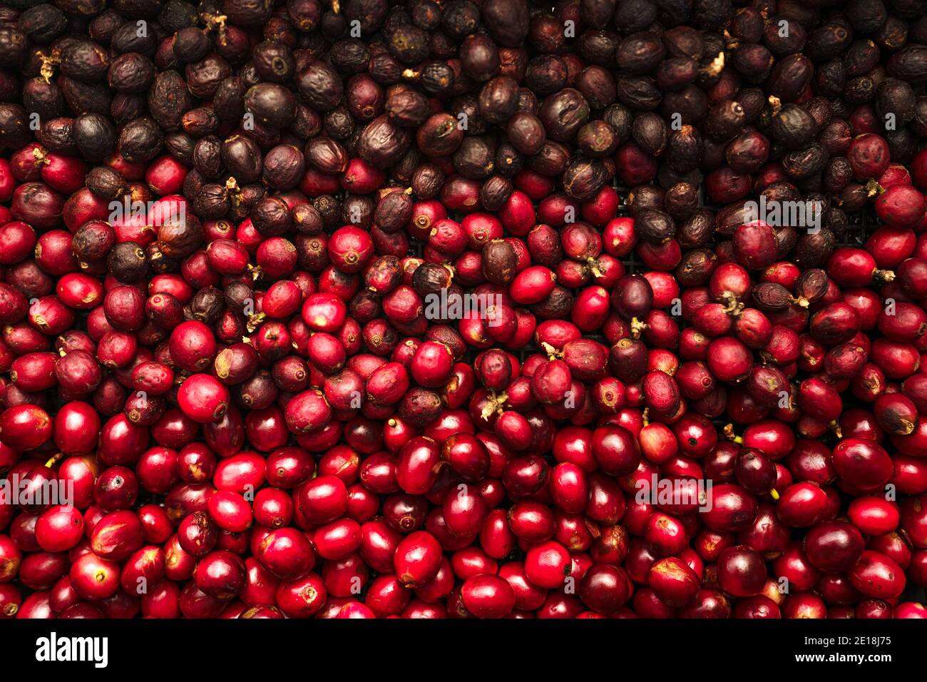 Cherry coffee beans,red coffee ripeness dry process coffee Stock Photo ...