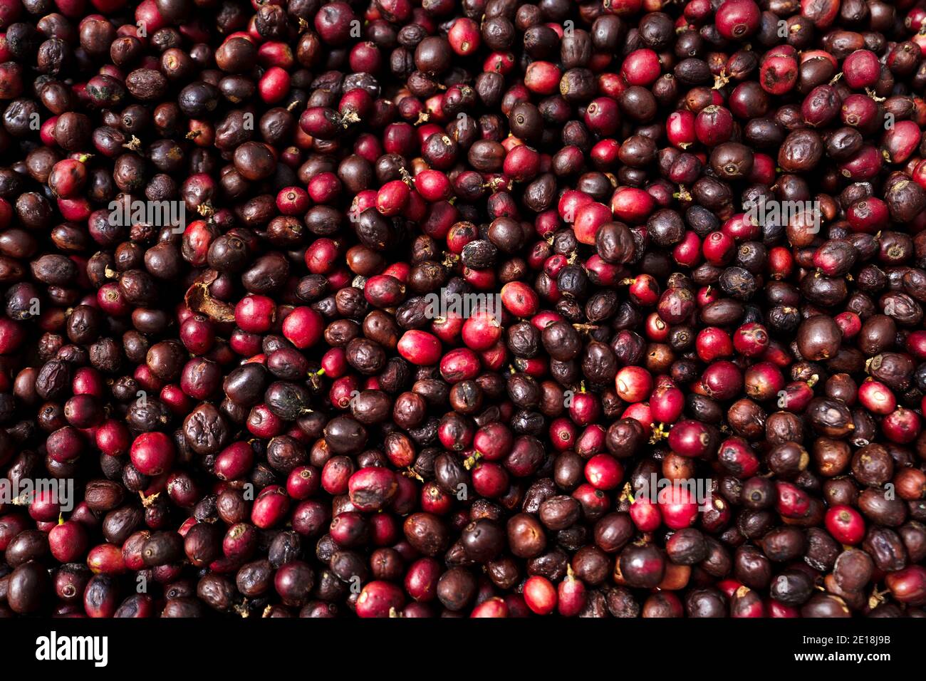 Cherry coffee beans,red coffee ripeness dry process coffee Stock Photo ...