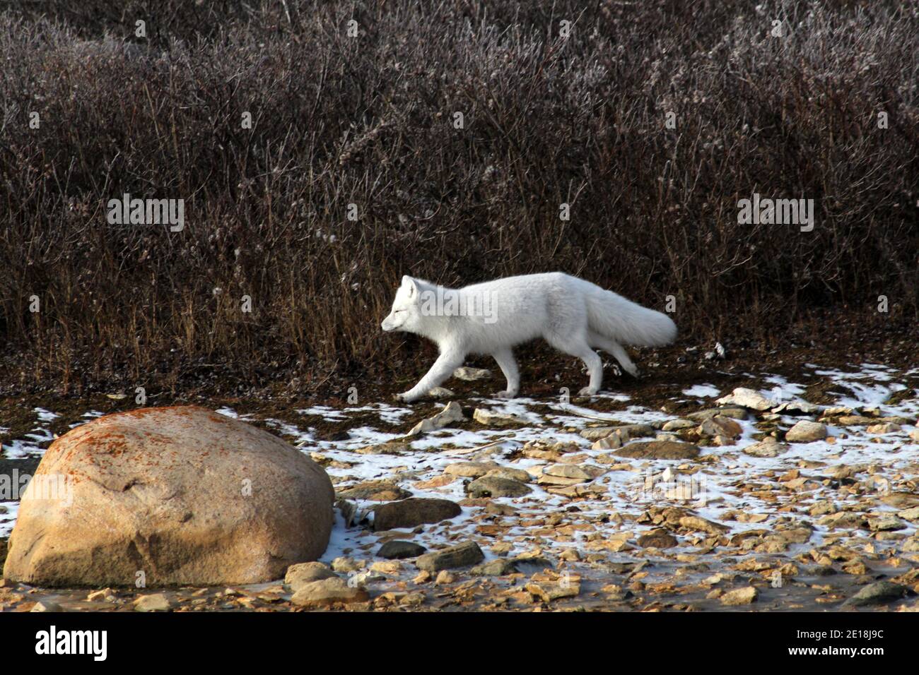 Arctic fox with its white fur on the tundra of Hudson Bay, Manitoba ...