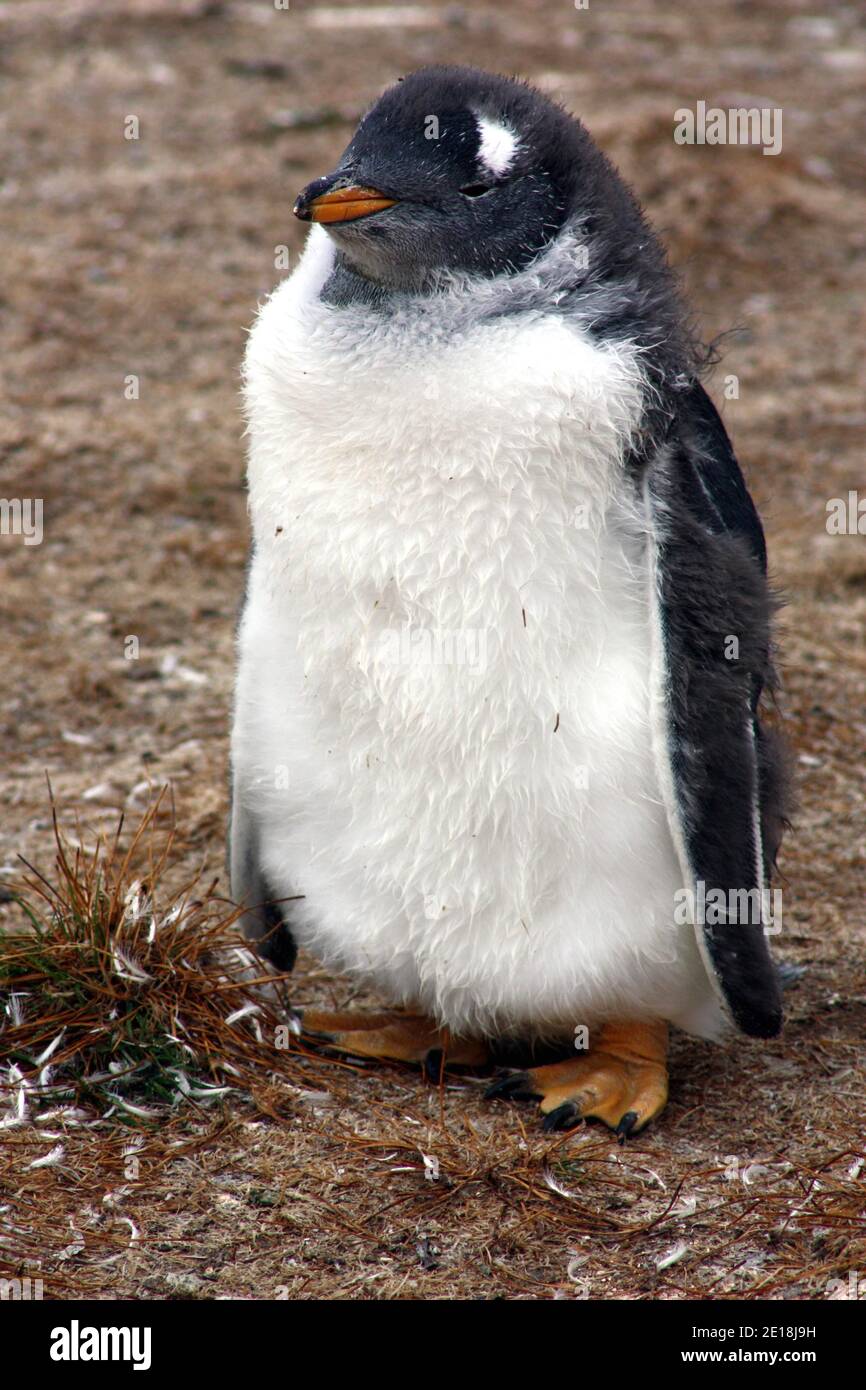 Gentoo penguin eyes hi-res stock photography and images - Alamy