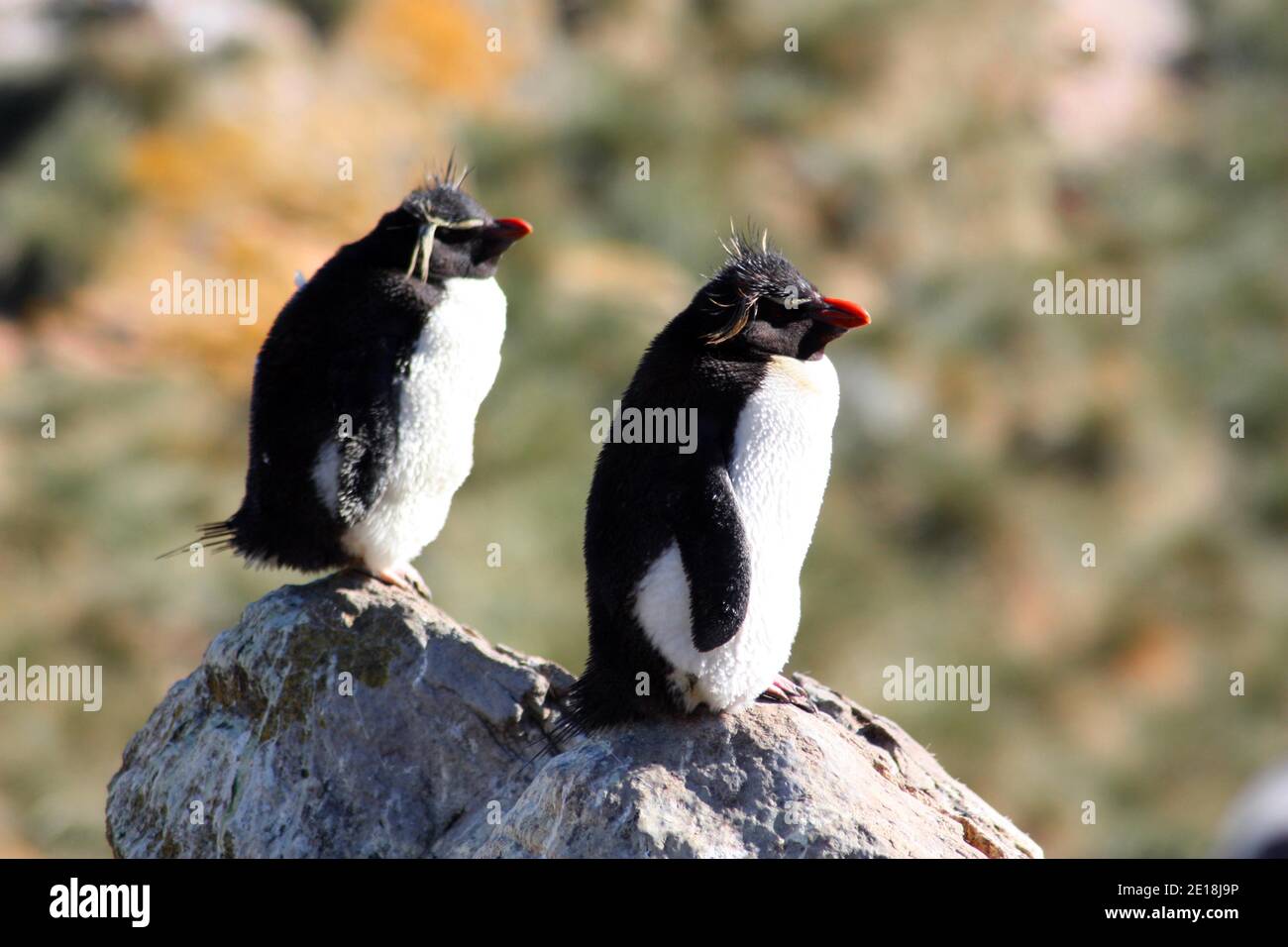 Rockhopper penguin on New Island, Falkland Islands, Malvinas Stock ...