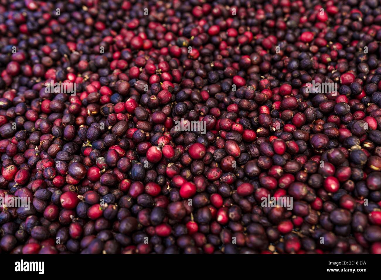Cherry coffee beans,red coffee ripeness dry process coffee Stock Photo ...