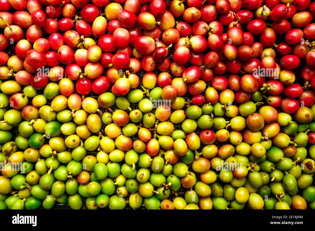 Cherry coffee beans,red coffee ripeness dry process coffee Stock Photo ...