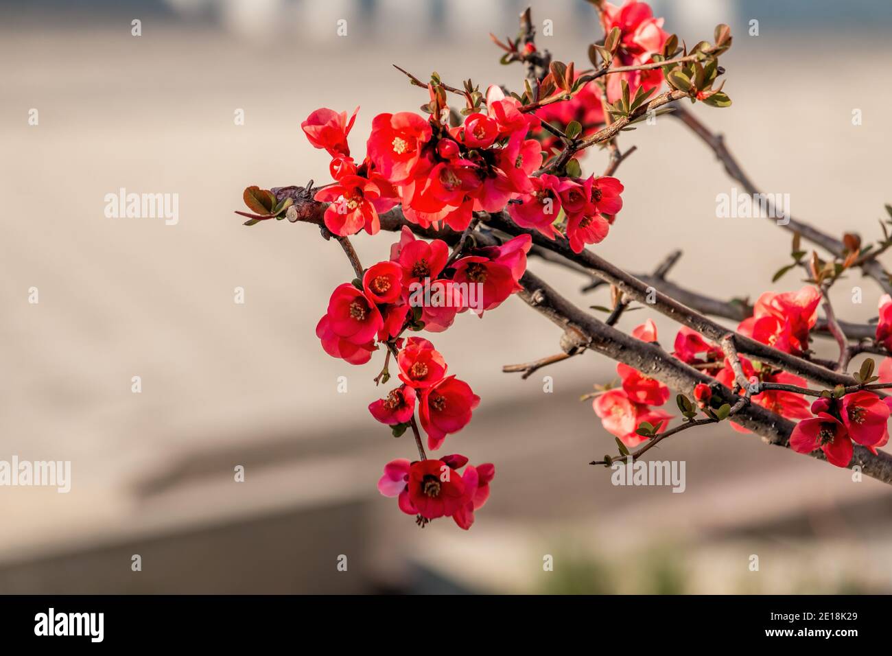 Japan quince spring flower hi-res stock photography and images - Alamy