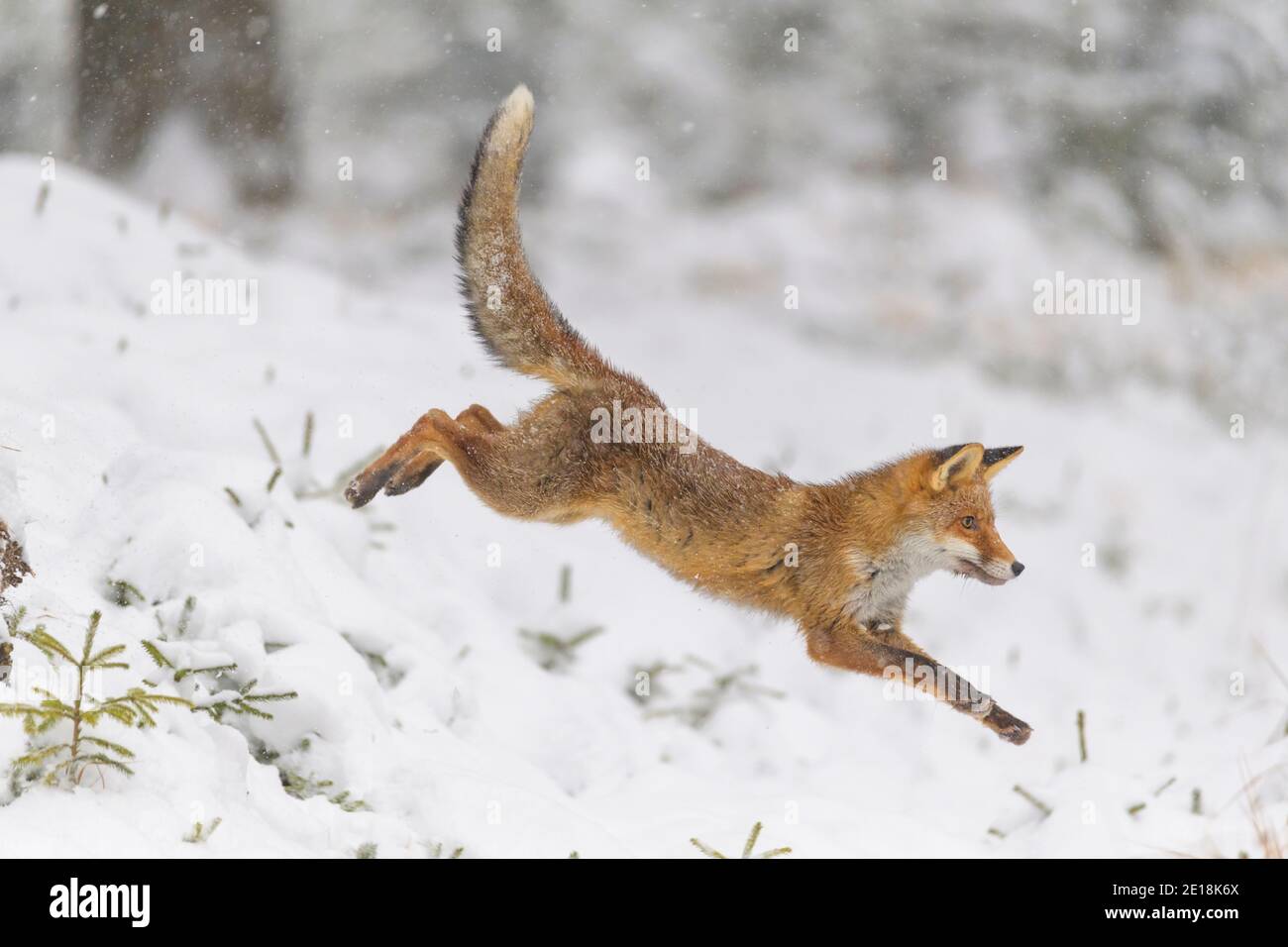 Red Fox, vulpes vulpes, in winter Stock Photo - Alamy