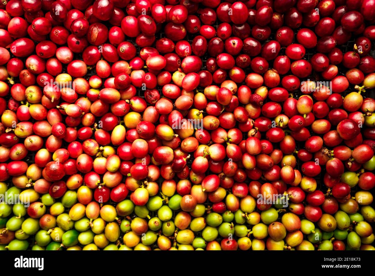 Cherry coffee beans,red coffee ripeness dry process coffee Stock Photo ...
