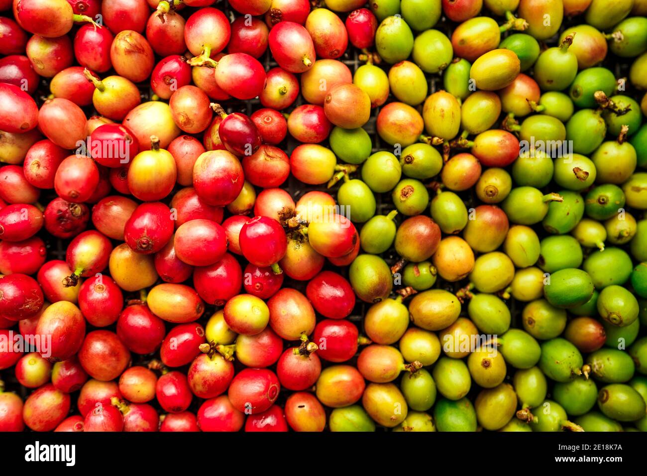 Cherry coffee beans,red coffee ripeness dry process coffee Stock Photo ...