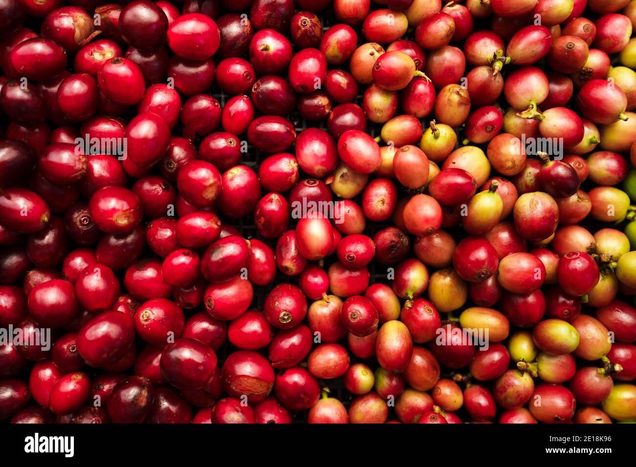 Cherry coffee beans,red coffee ripeness dry process coffee Stock Photo ...