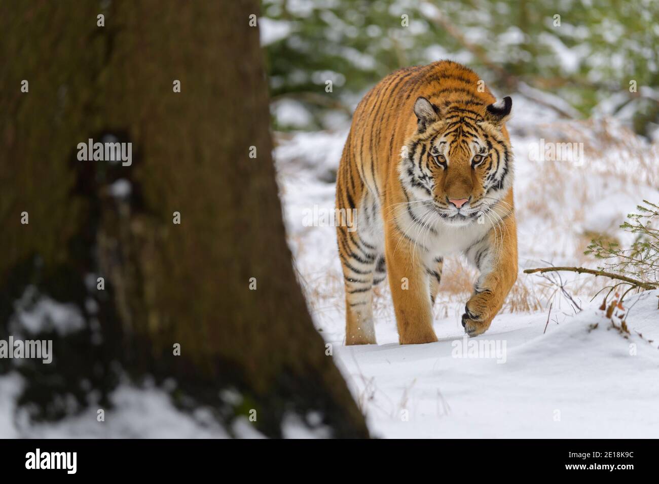 Siberian tiger, Panthera tigris altaica, in winter Stock Photo - Alamy