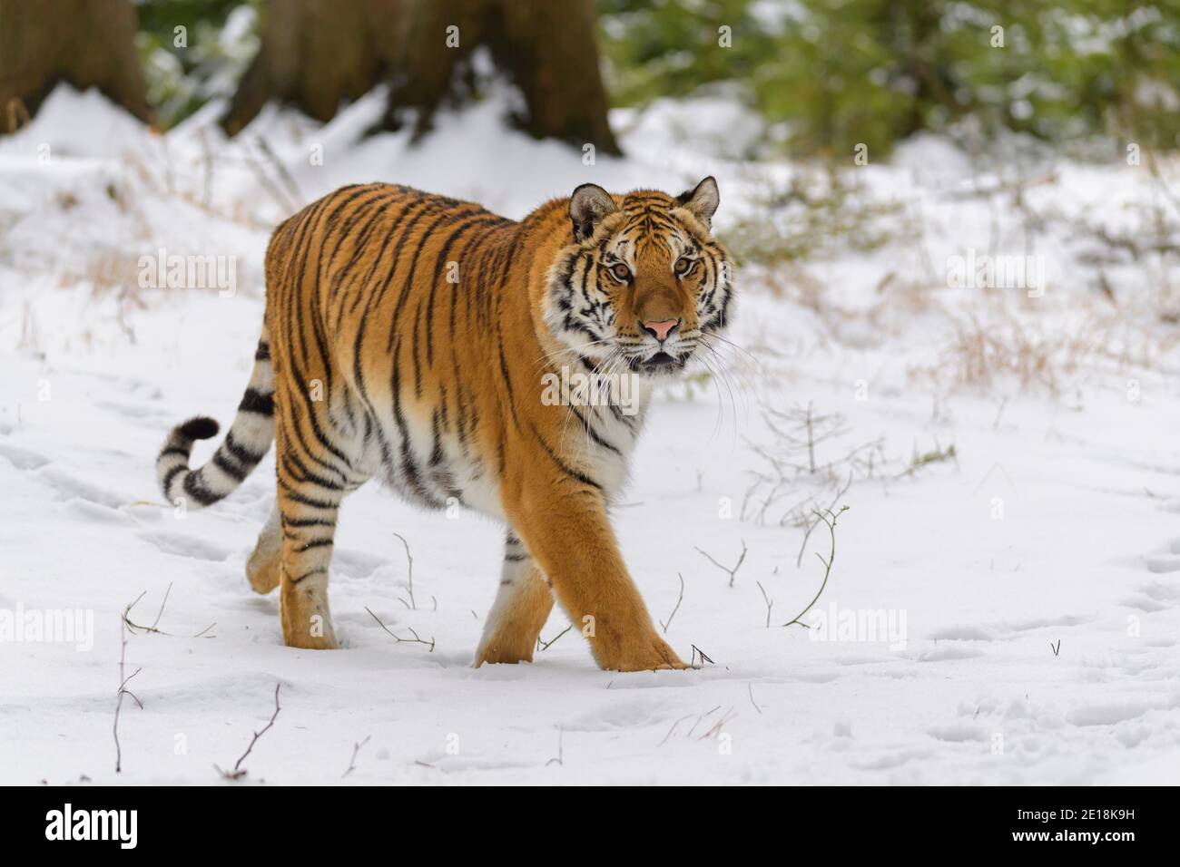 Siberian tiger, Panthera tigris altaica, in winter Stock Photo - Alamy