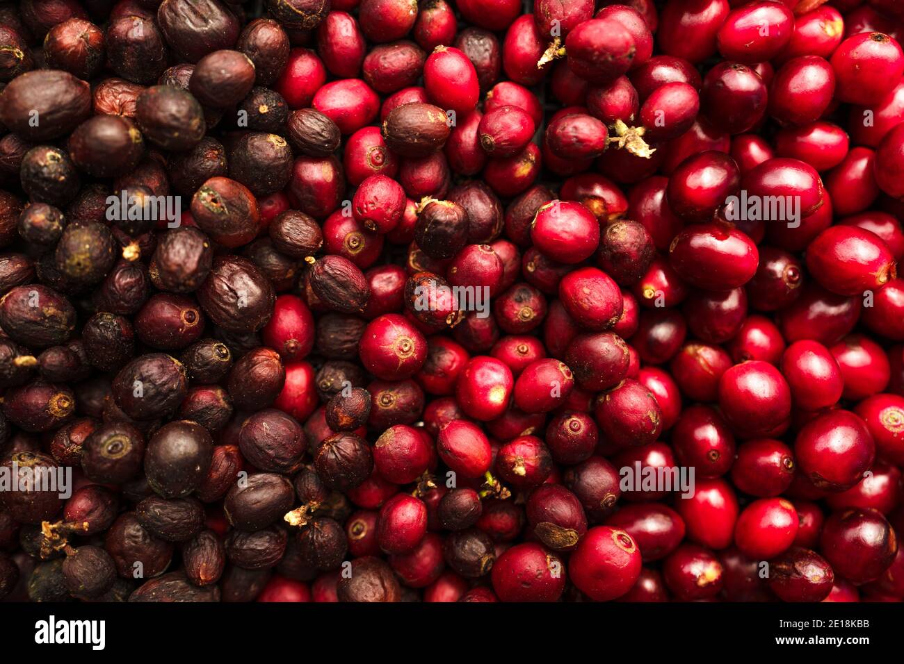 Cherry coffee beans,red coffee ripeness dry process coffee Stock Photo ...
