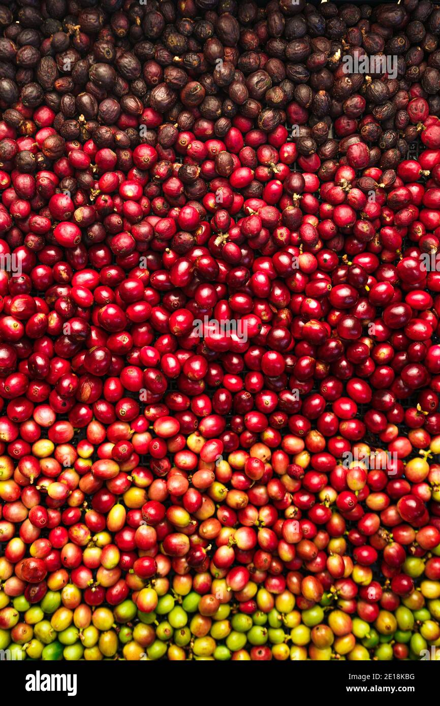 Cherry coffee beans,red coffee ripeness dry process coffee Stock Photo ...