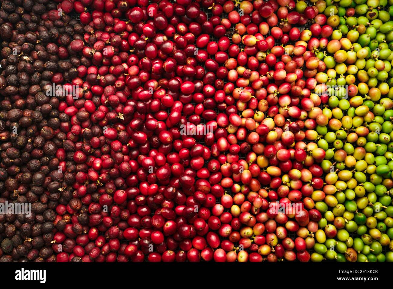 Cherry coffee beans,red coffee ripeness dry process coffee Stock Photo ...