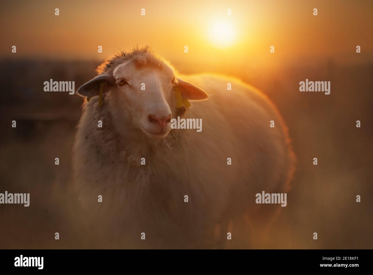 Sheep standing in the backlight of the setting sun Stock Photo - Alamy