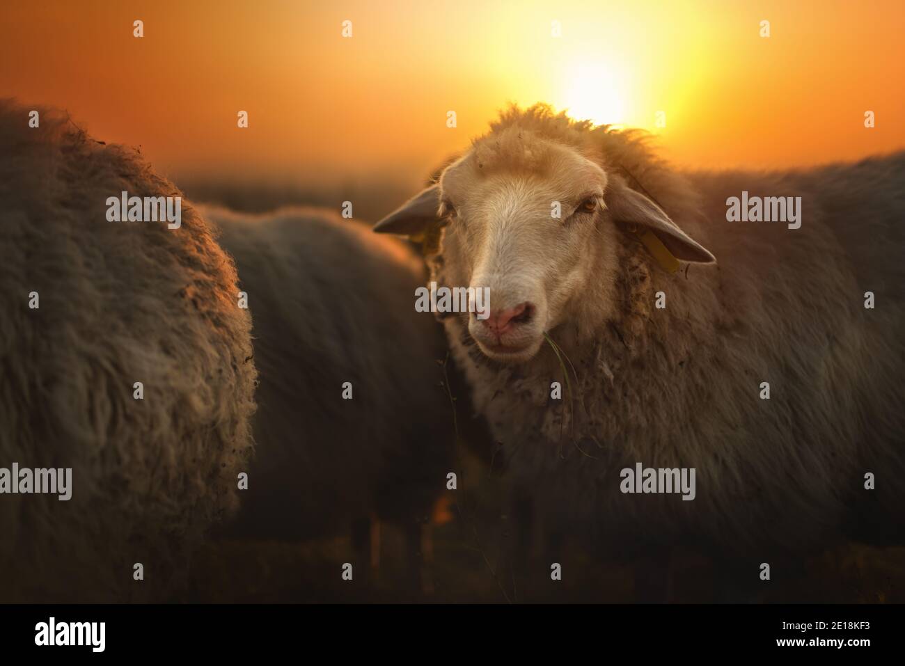Setting sun livestock hi-res stock photography and images - Alamy