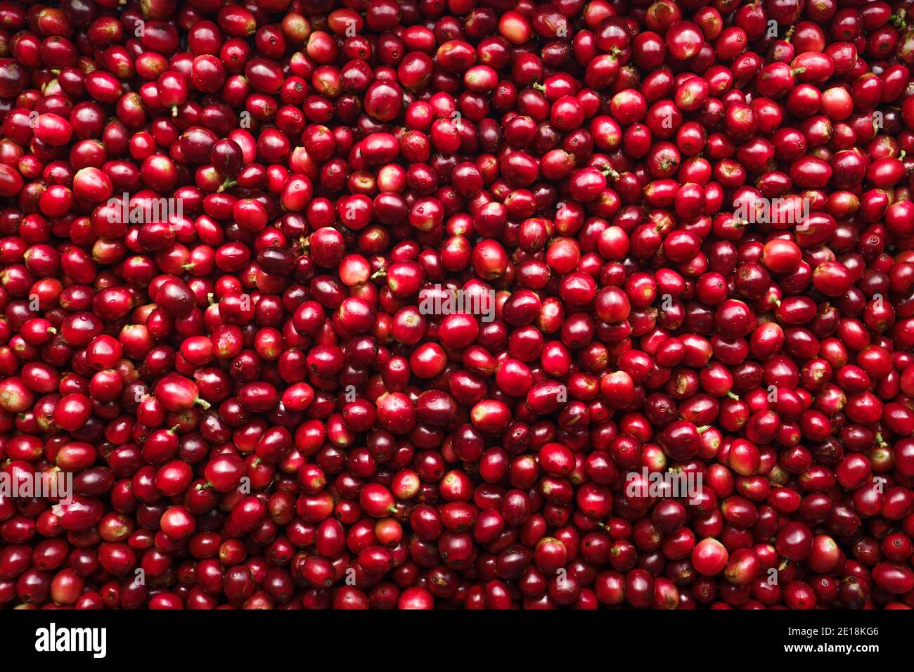 Red fresh cherry coffee beans background,Raw coffee beans Stock Photo - Alamy