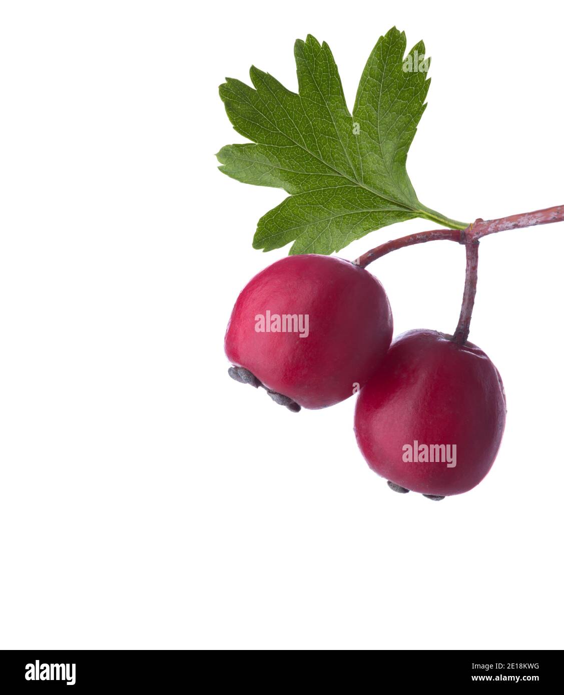Two small red Hawthorn (May-tree) berries with green leaf isolated on ...