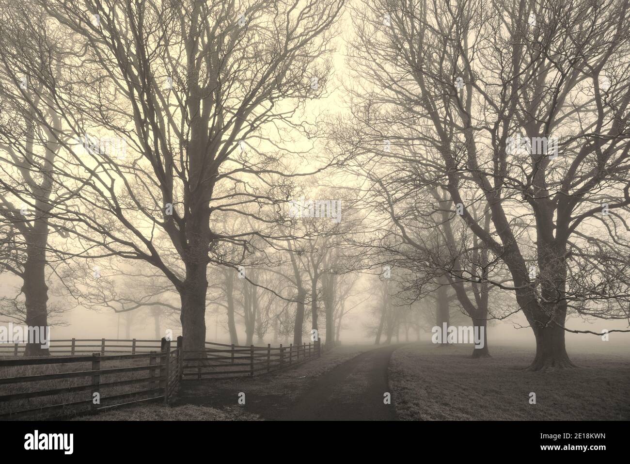 Tree profile in mist hi-res stock photography and images - Alamy