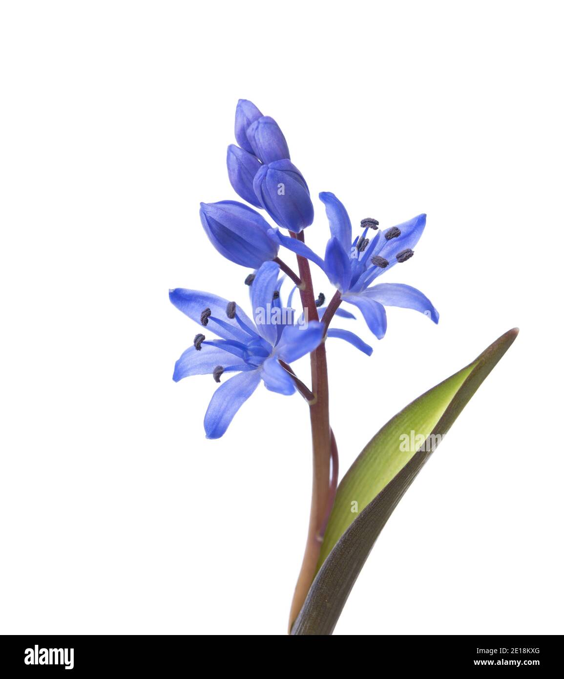 Scilla flower Cut Out Stock Images & Pictures - Alamy