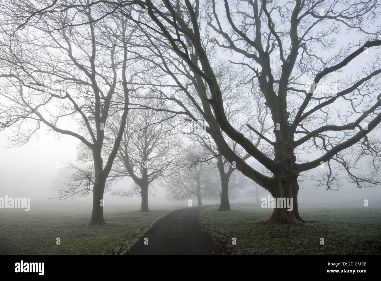 Winter trees in mist Stock Photo - Alamy