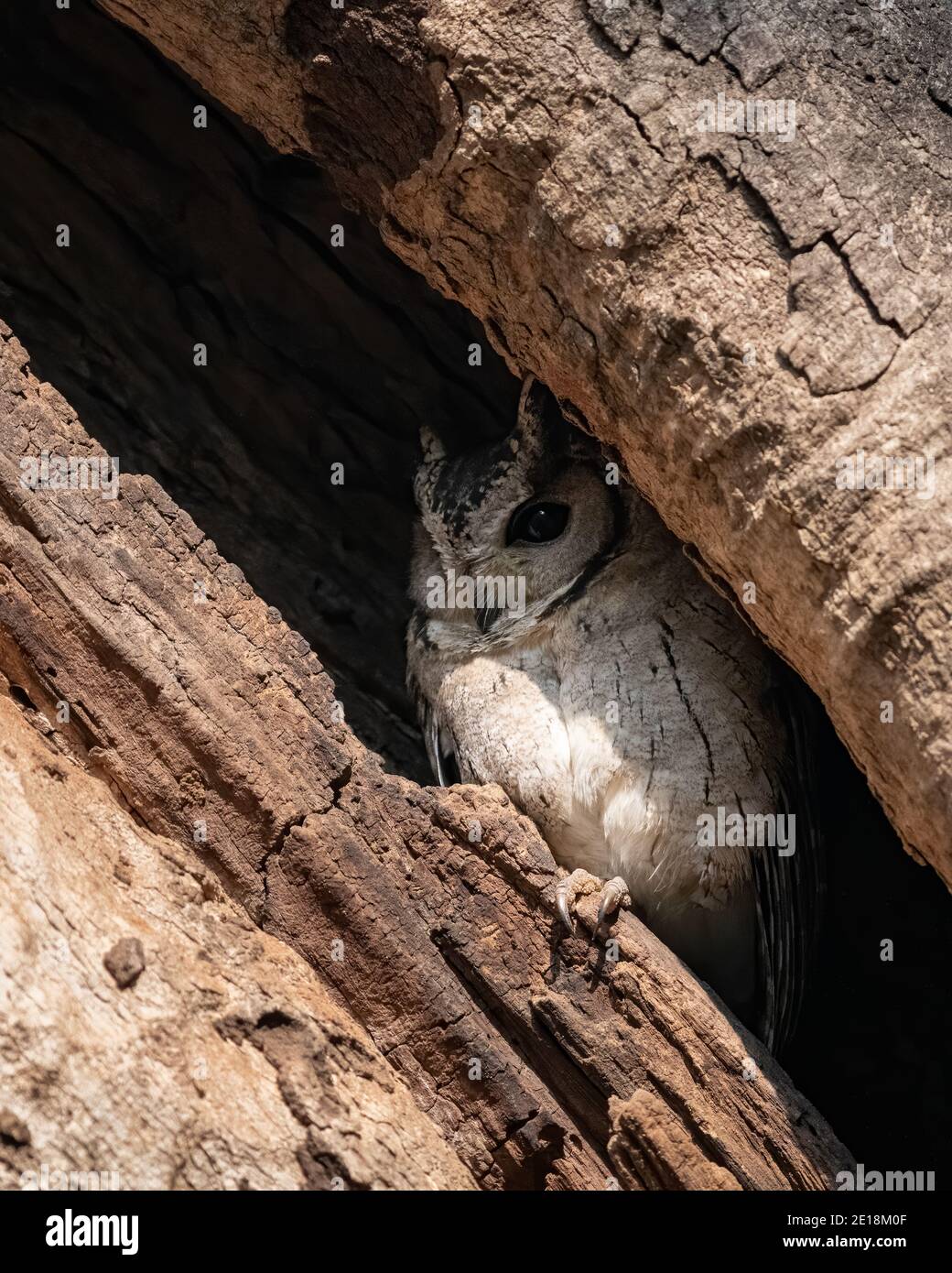 Largest scops owl hi-res stock photography and images - Alamy