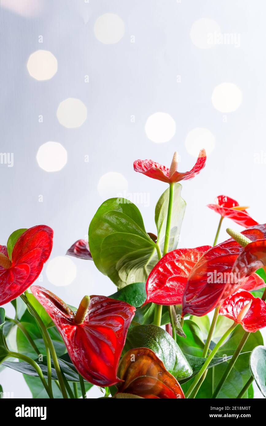 Red calla lilies hi-res stock photography and images - Alamy