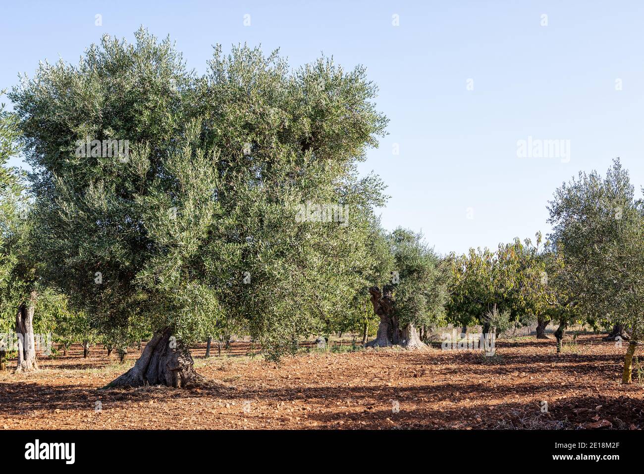 Big Olive tree in traditional plantation, Puglia (Apulia), Italy Stock ...