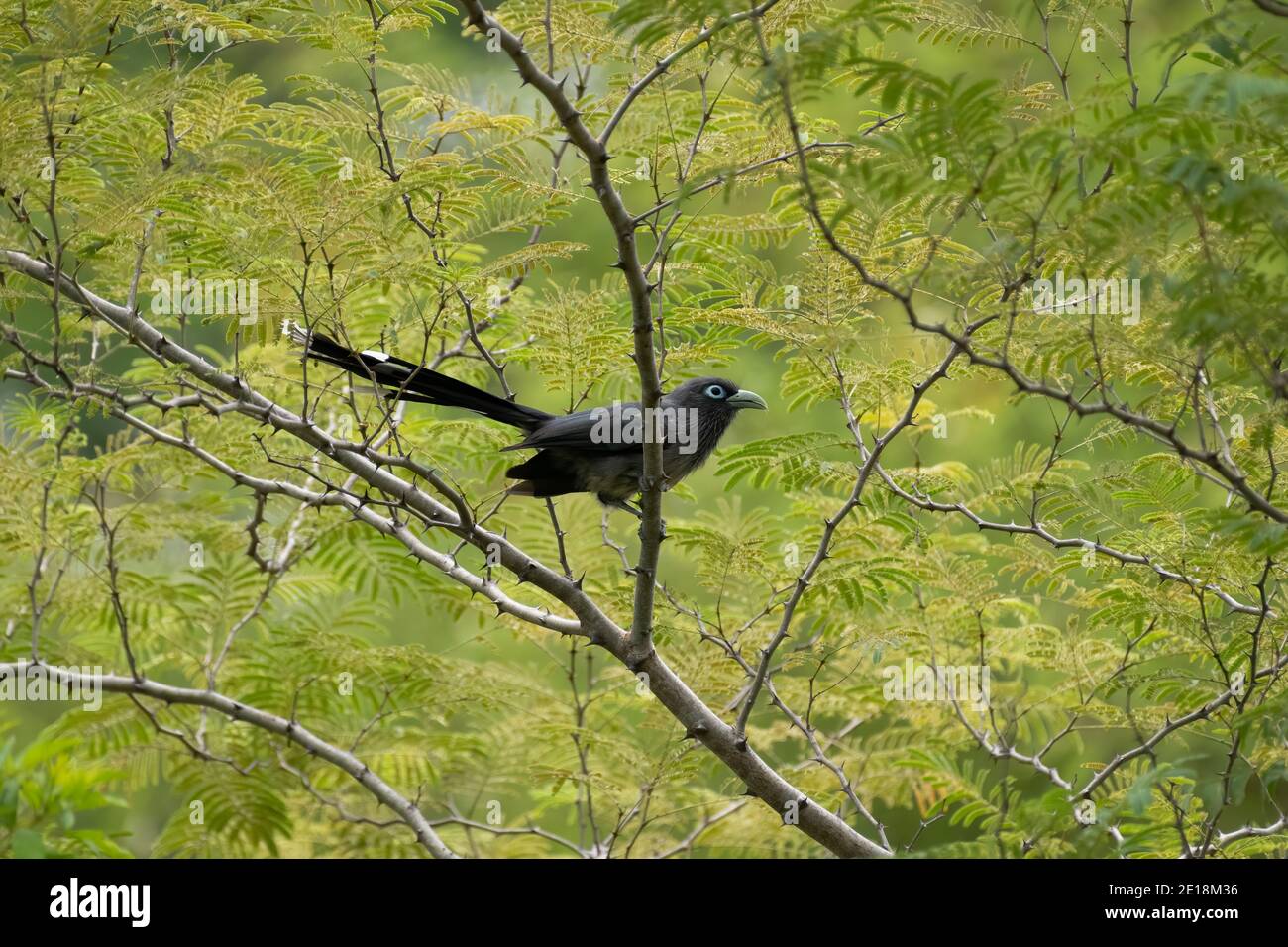 A beautiful Blue-faced Malkoha (Phaenicophaeus viridirostris), perched ...