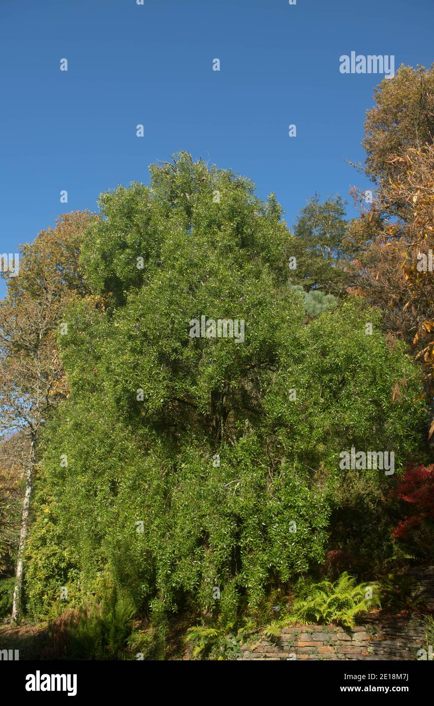 Maytenus hi-res stock photography and images - Alamy