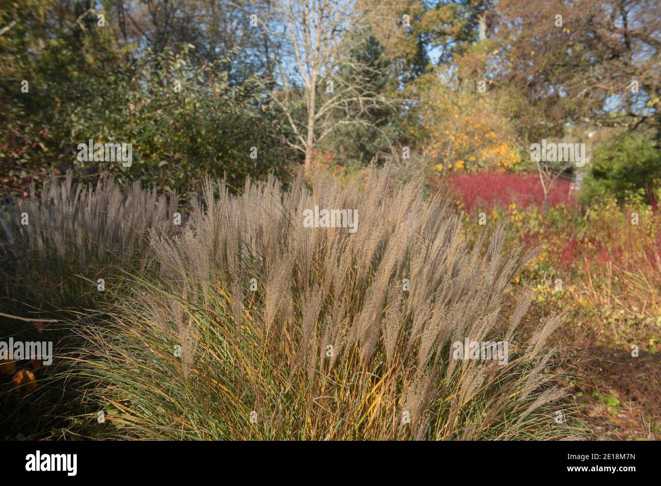 The Ornamental Eulalia or Maiden Silver Grass (Miscanthus sinensis ...