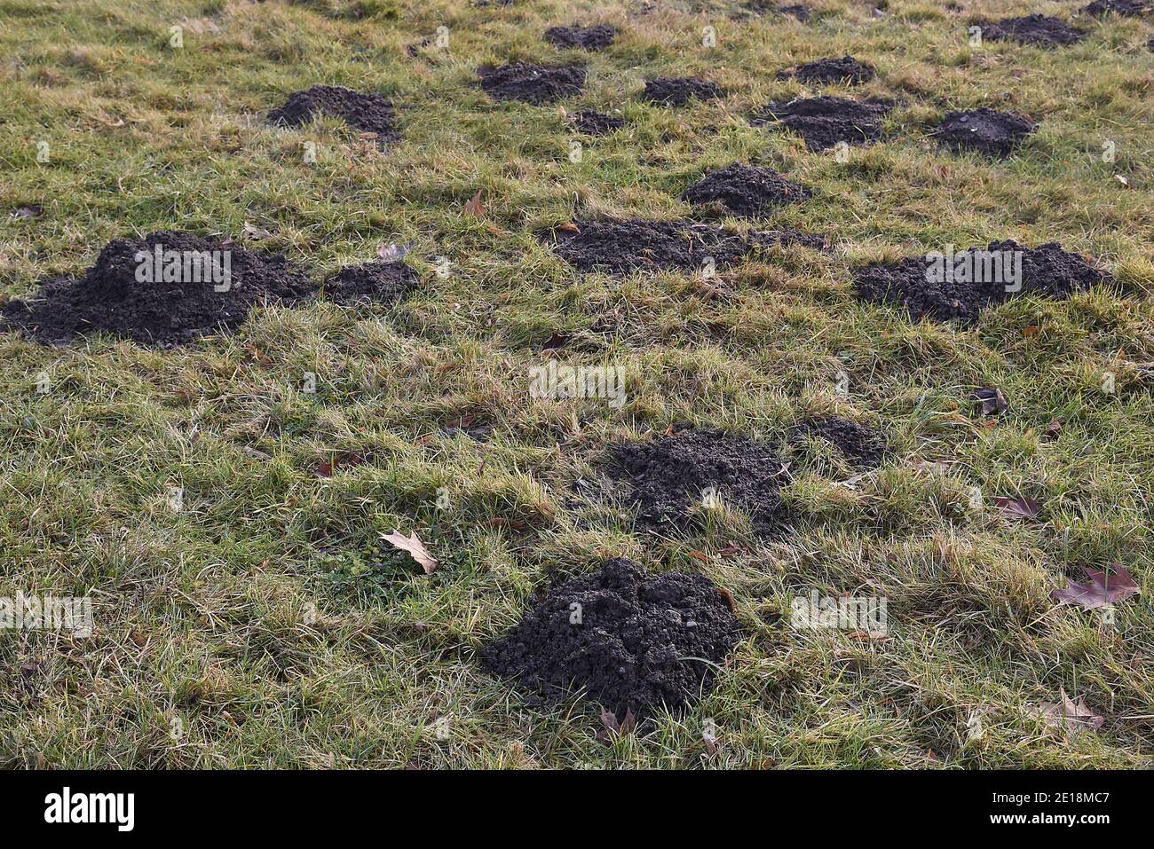 Molehill, hills of moles in the park of Bozena Nemcova in Karvina ...