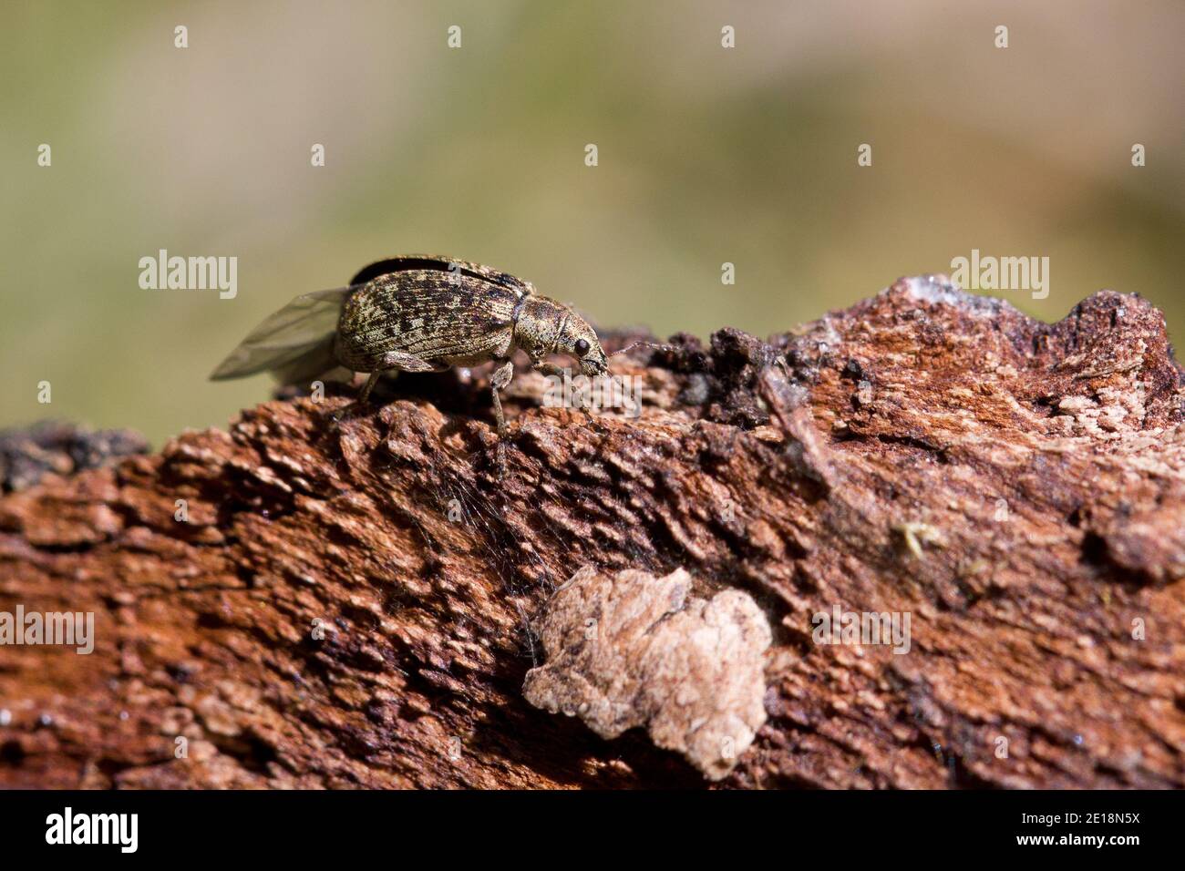 Weevil (Polydrusus pilosus Stock Photo - Alamy